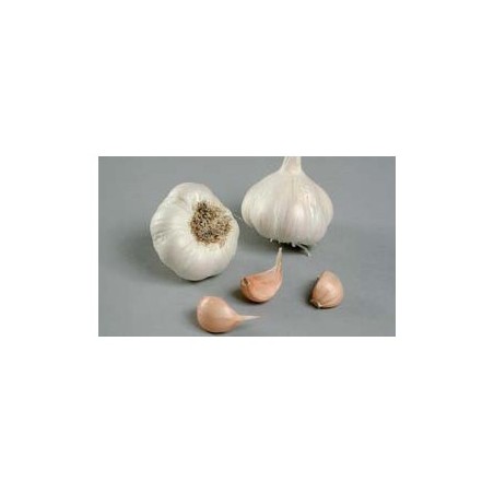 Achat semence ail Flavor sur plant pommes de terre